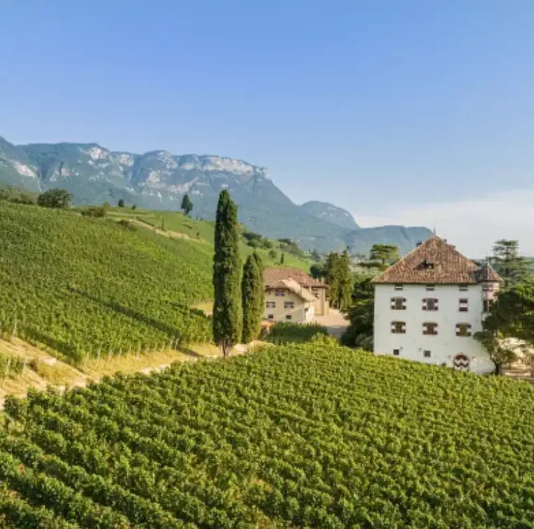 Elena Walch Sauvignon Blanc Vigna Castel Ringberg | online kaufen